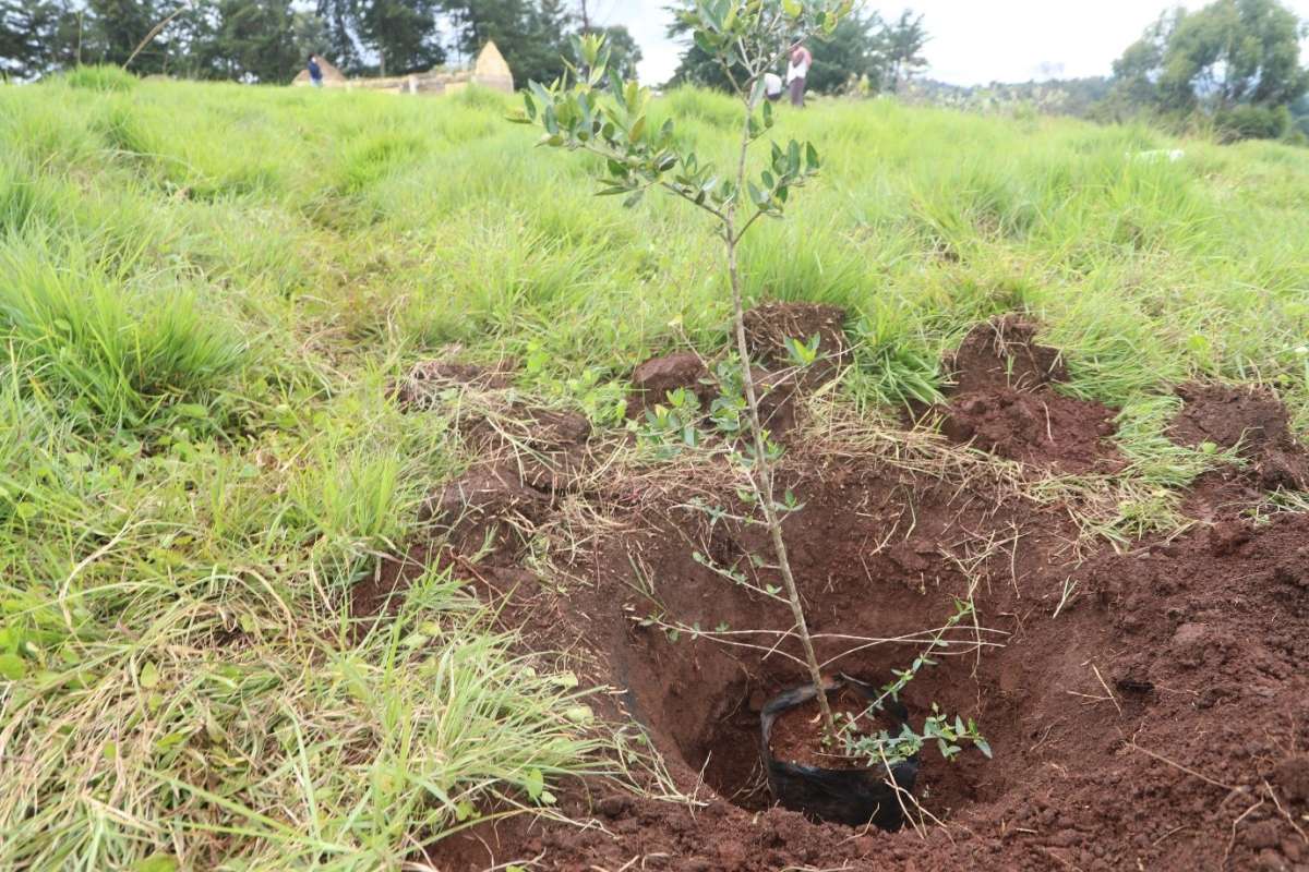 Kenya’s National Tree Growing Day Marks a Milestone in Environmental ...